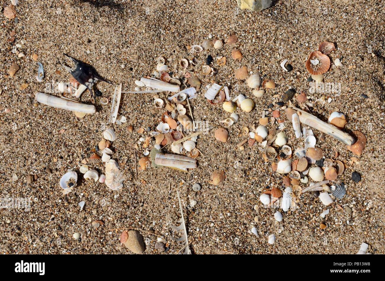 Sea shells on beach, washed up on Lincolnshire beach, England, UK Stock ...