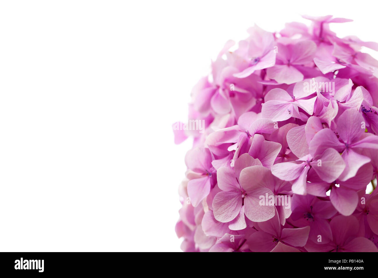 A pink hydrangea isolated on white background Stock Photo - Alamy