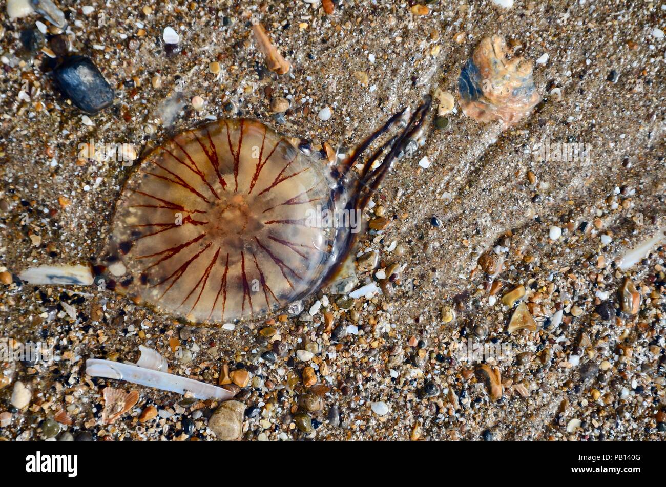 Chrysaora hysoscella on a beach hi-res stock photography and images - Alamy