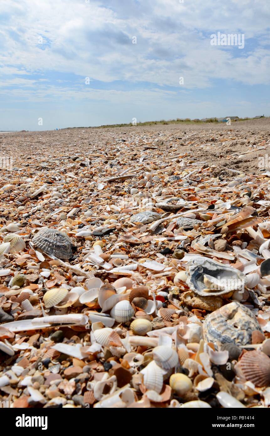 Seashells on tide mark, washed up on Lincolnshire beach, England, UK ...