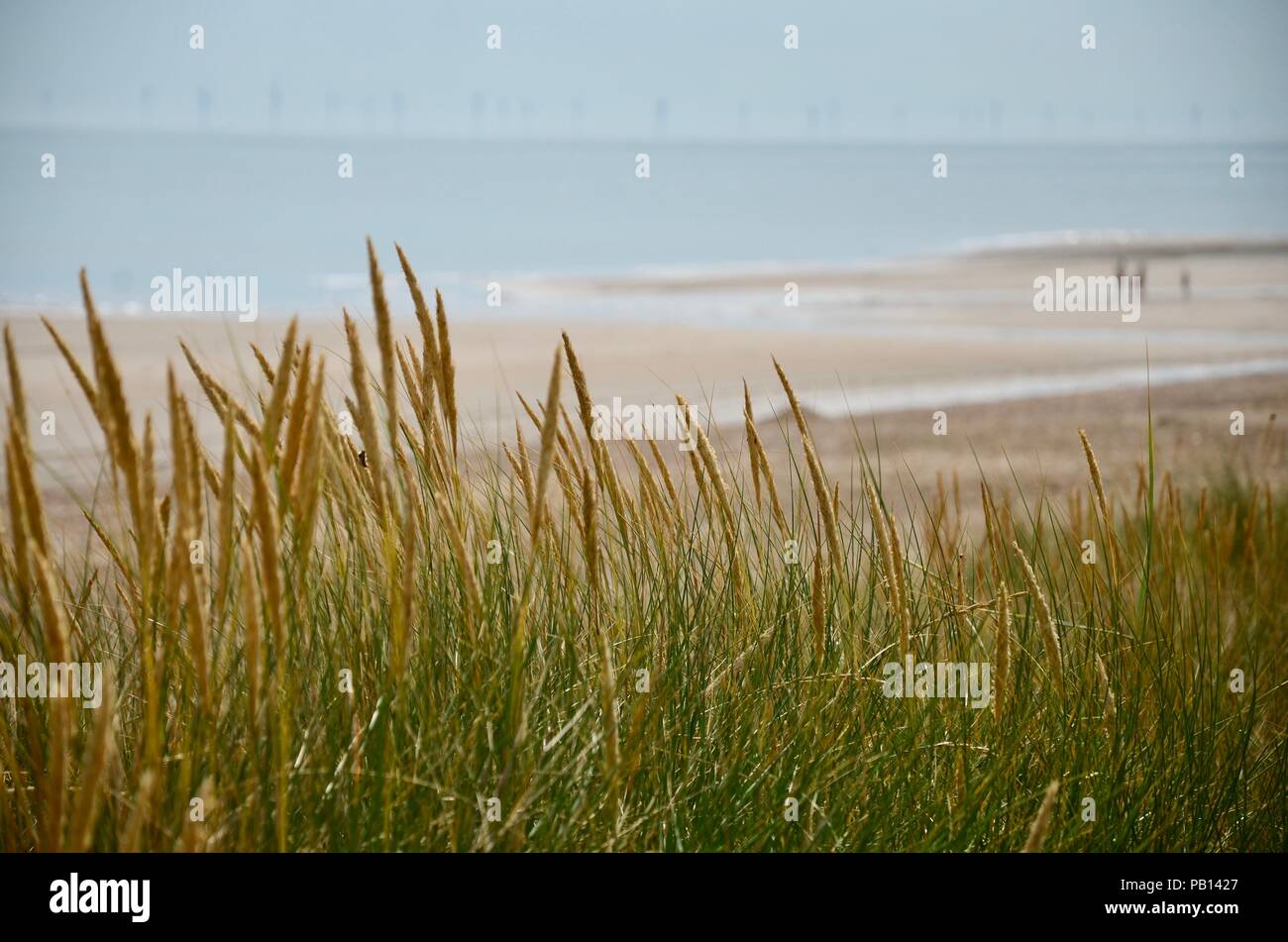 Marram Grass on sand dune with shorline and wind turbines in distance ...