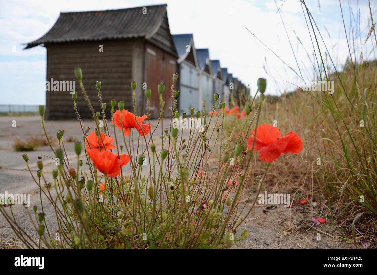 Common wild red poppies in sand dune with beach chalets in backgound ...
