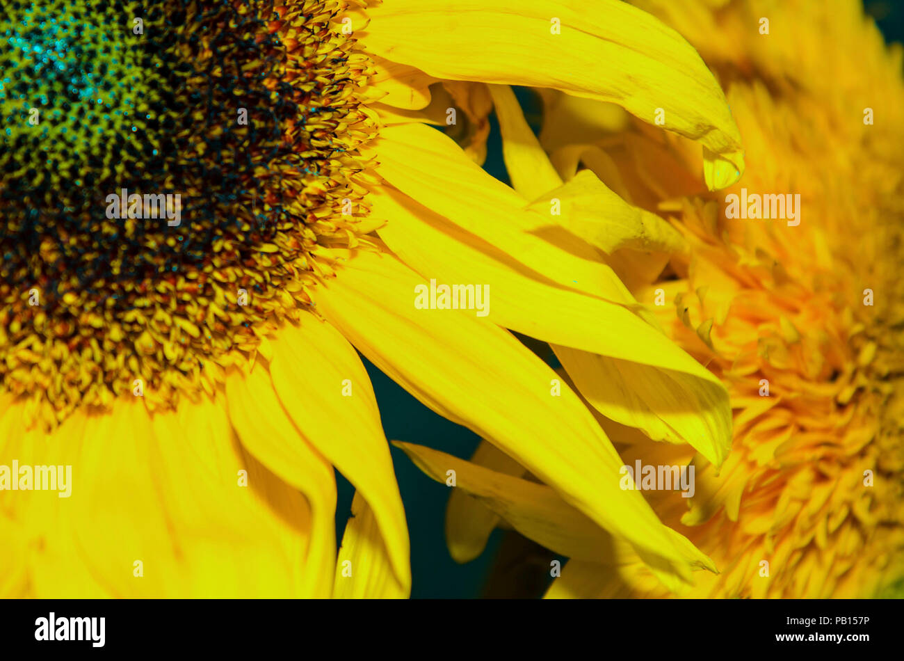 colorful macro photo of young sunflower details Stock Photo - Alamy