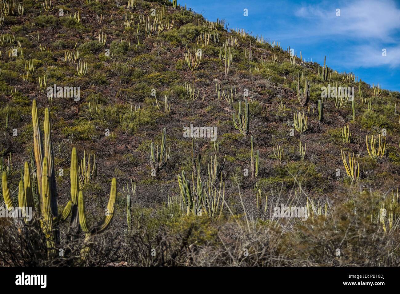 Bosque de Sahuaros matorral espinoso, pitaya, Pitahaya y demas especies ...