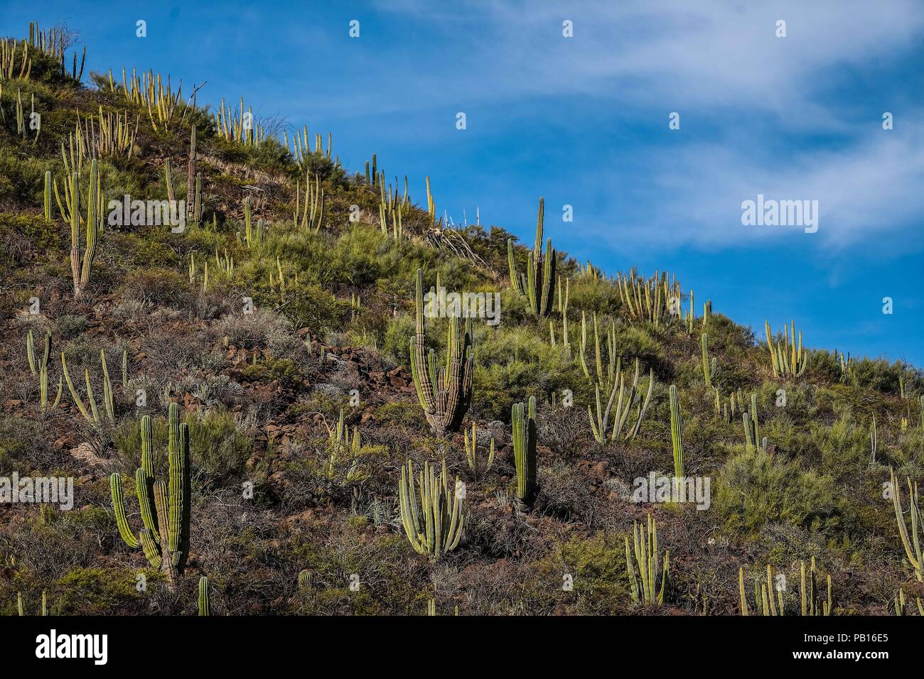 Bosque de Sahuaros matorral espinoso, pitaya, Pitahaya y demas especies ...