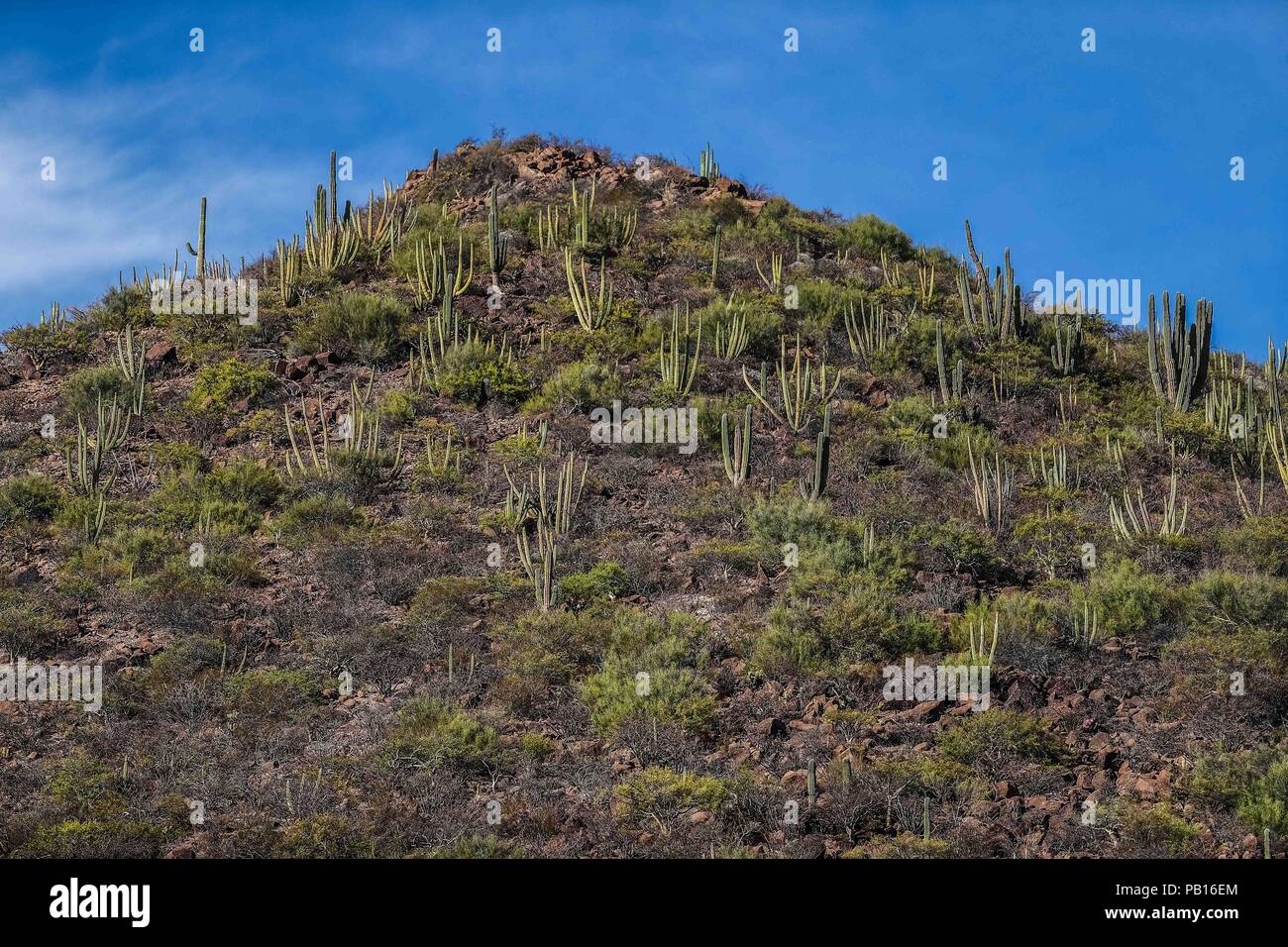 Bosque de Sahuaros matorral espinoso, pitaya, Pitahaya y demas especies ...