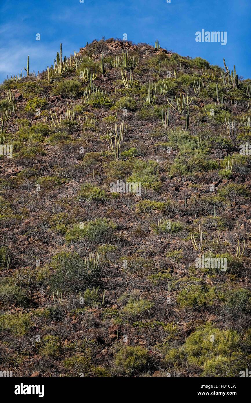 Bosque de Sahuaros matorral espinoso, pitaya, Pitahaya y demas especies ...