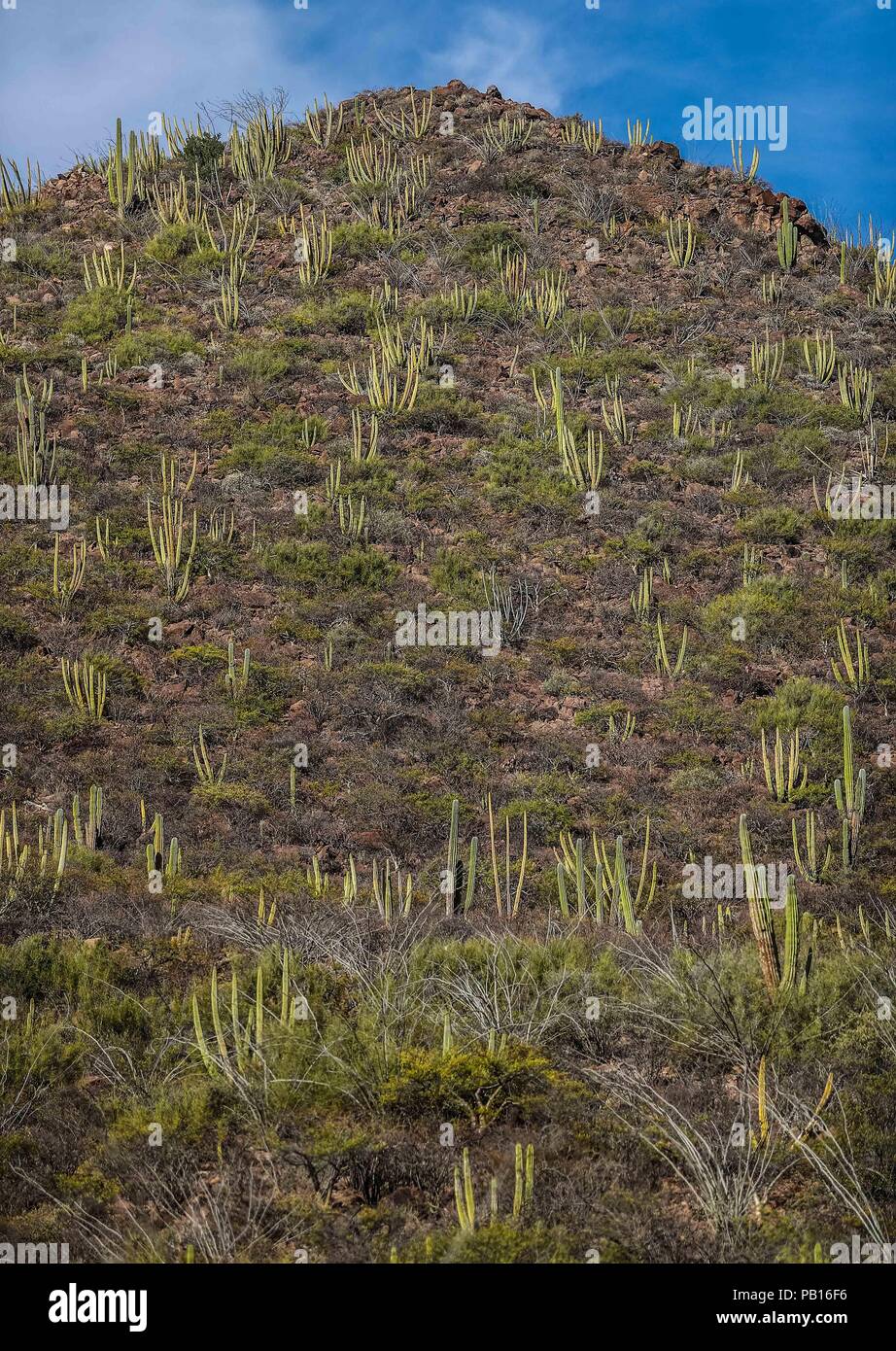 Bosque de Sahuaros matorral espinoso, pitaya, Pitahaya y demas especies ...