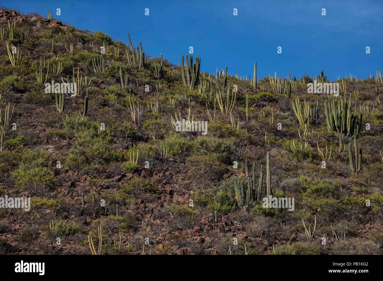Bosque de Sahuaros matorral espinoso, pitaya, Pitahaya y demas especies ...