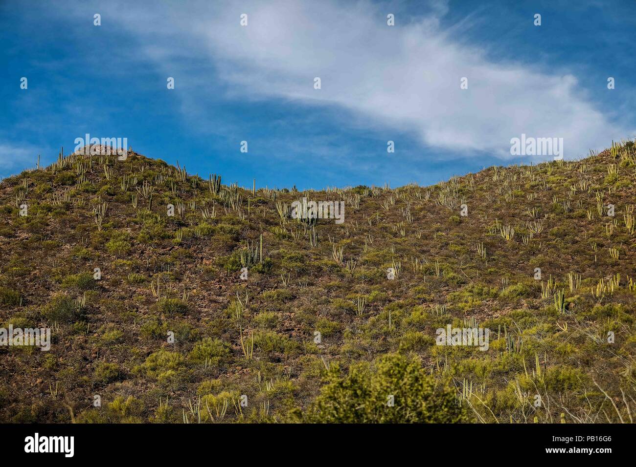 Bosque de Sahuaros matorral espinoso, pitaya, Pitahaya y demas especies ...
