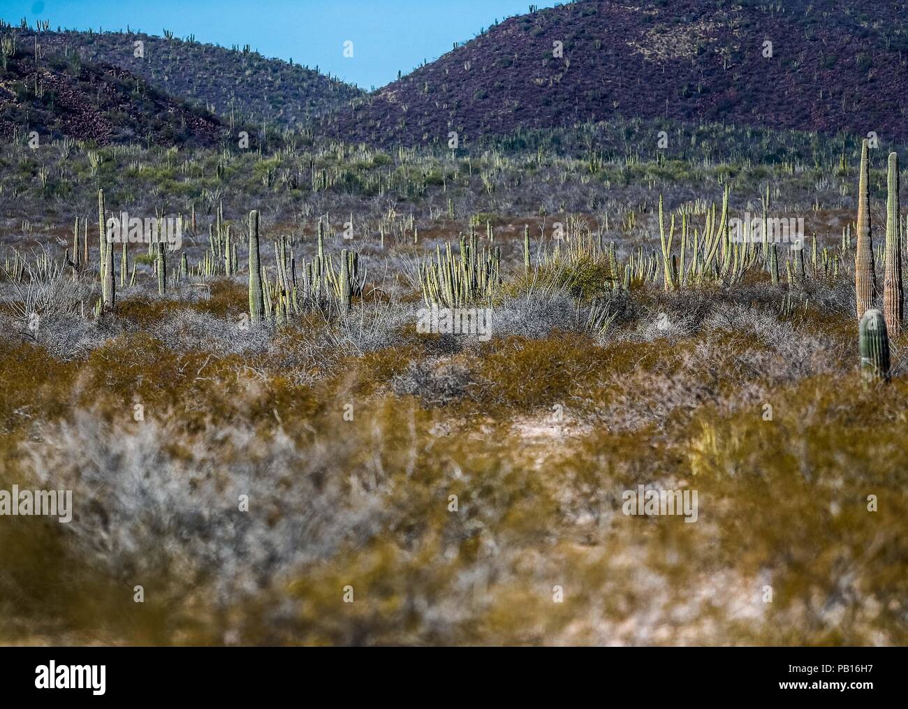 Bosque de Sahuaros matorral espinoso, pitaya, Pitahaya y demas especies ...
