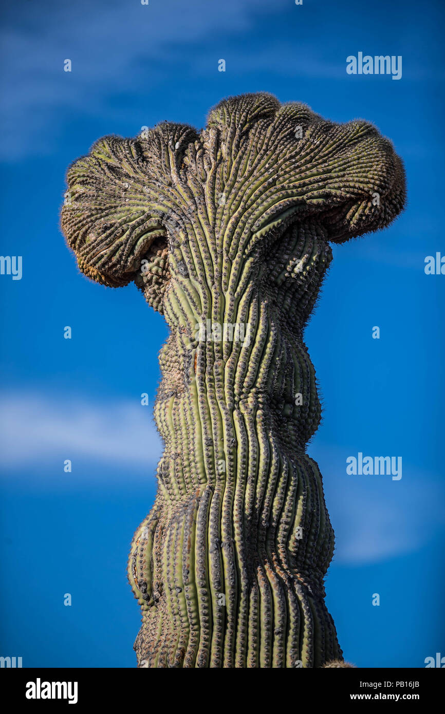 Detalle de Cactus que formaparte de un bosque de Sahuaros y matorral ...