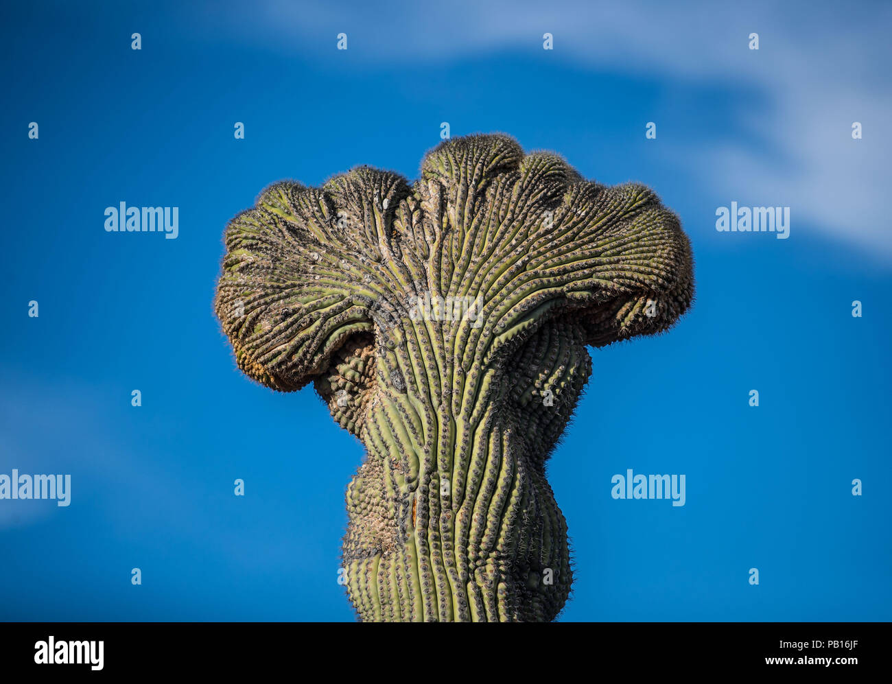 Detalle de Cactus que formaparte de un bosque de Sahuaros y matorral ...