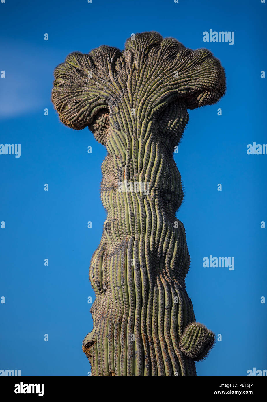 Detalle de Cactus que formaparte de un bosque de Sahuaros y matorral ...