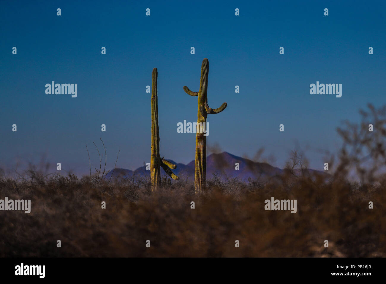 Bosque de Sahuaros matorral espinoso, pitaya, Pitahaya y demas especies ...