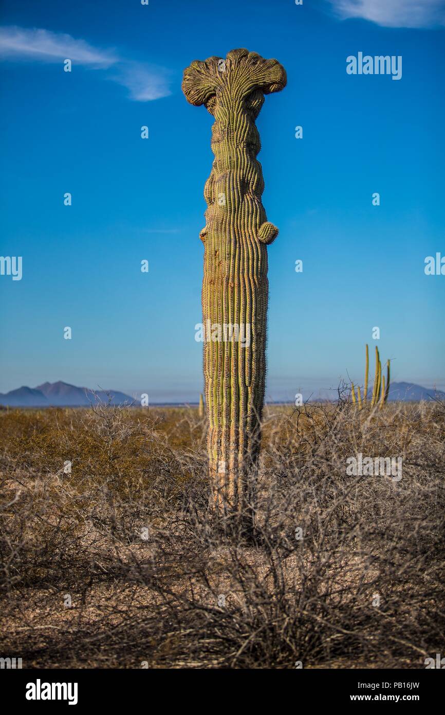 Detalle de Cactus que formaparte de un bosque de Sahuaros y matorral ...