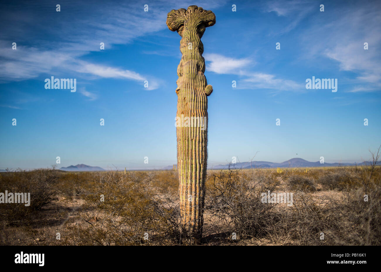 Detalle de Cactus que formaparte de un bosque de Sahuaros y matorral ...