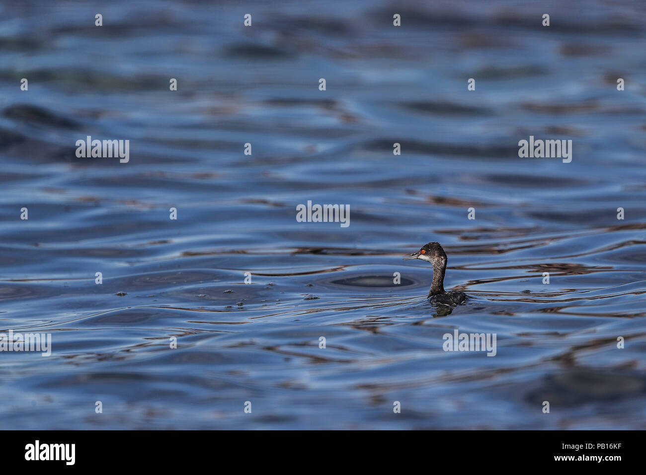 Pato pato nadando en el agua hi-res stock photography and images - Alamy