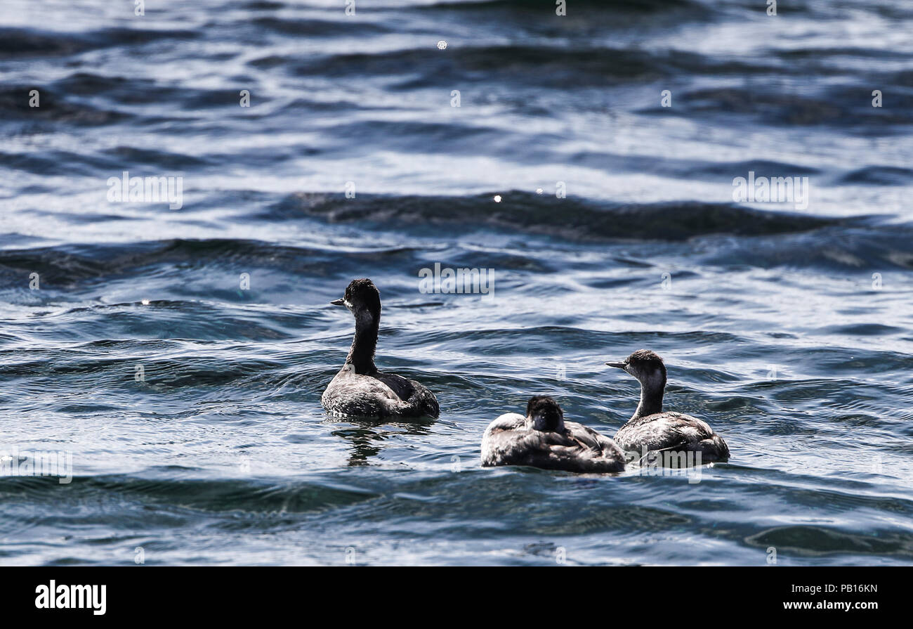 Pato nadando pato en el agua hi-res stock photography and images - Alamy