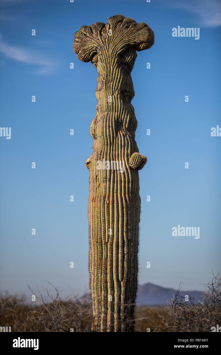 Detalle de Cactus que formaparte de un bosque de Sahuaros y matorral ...
