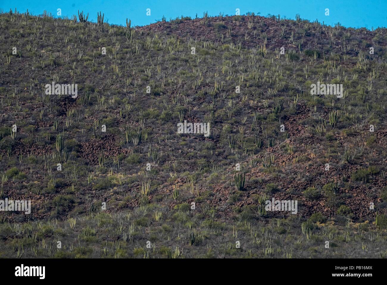 Bosque de Sahuaros matorral espinoso, pitaya, Pitahaya y demas especies ...
