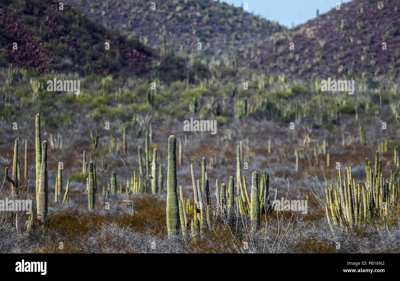 Bosque de Sahuaros matorral espinoso, pitaya, Pitahaya y demas especies ...