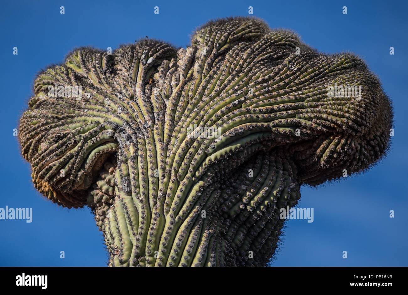 Detalle de Cactus que formaparte de un bosque de Sahuaros y matorral ...