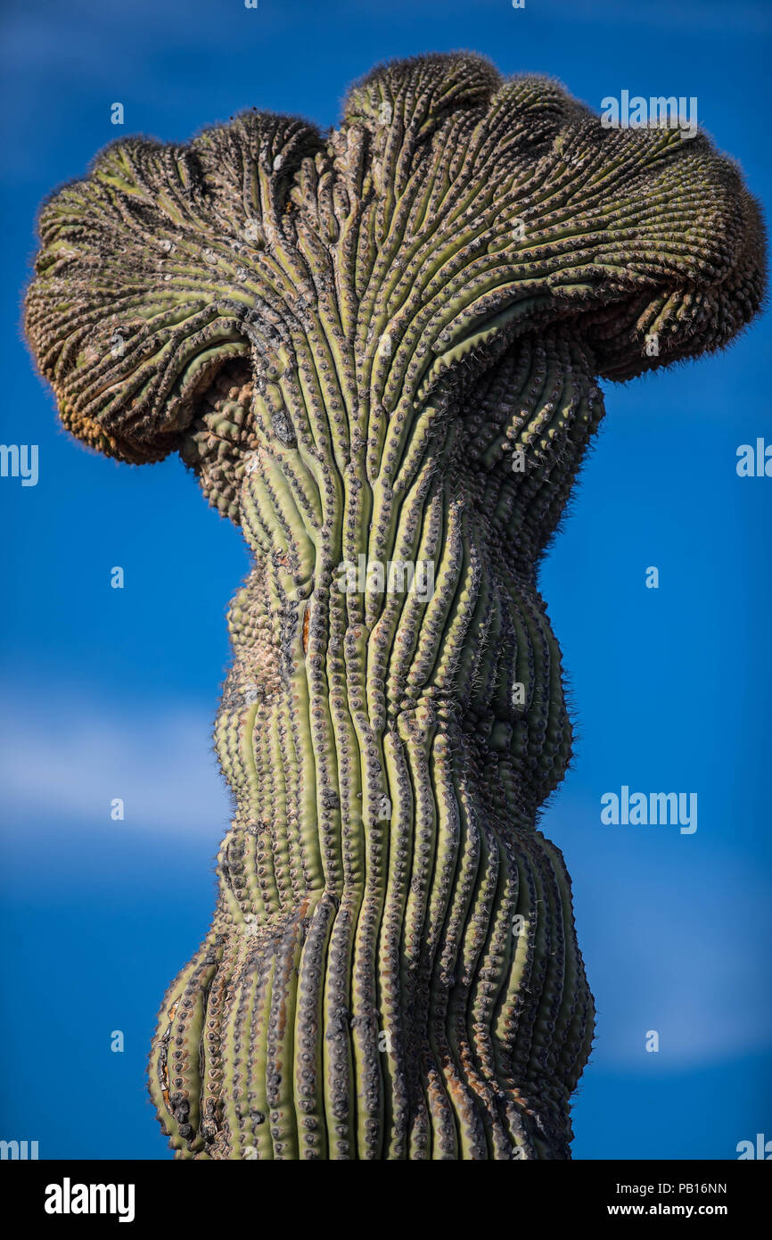 Detalle de Cactus que formaparte de un bosque de Sahuaros y matorral ...