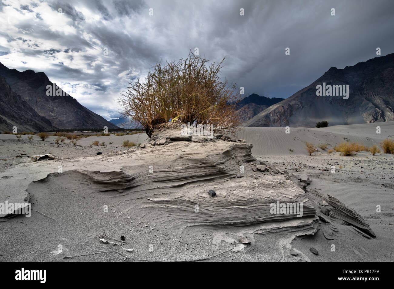 Desert plant growing at Nubra Valley sand dunes. Himalaya mountains ...