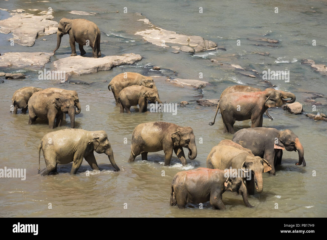 Group of Asian elephants crossing tropical river. Amazing animals in ...
