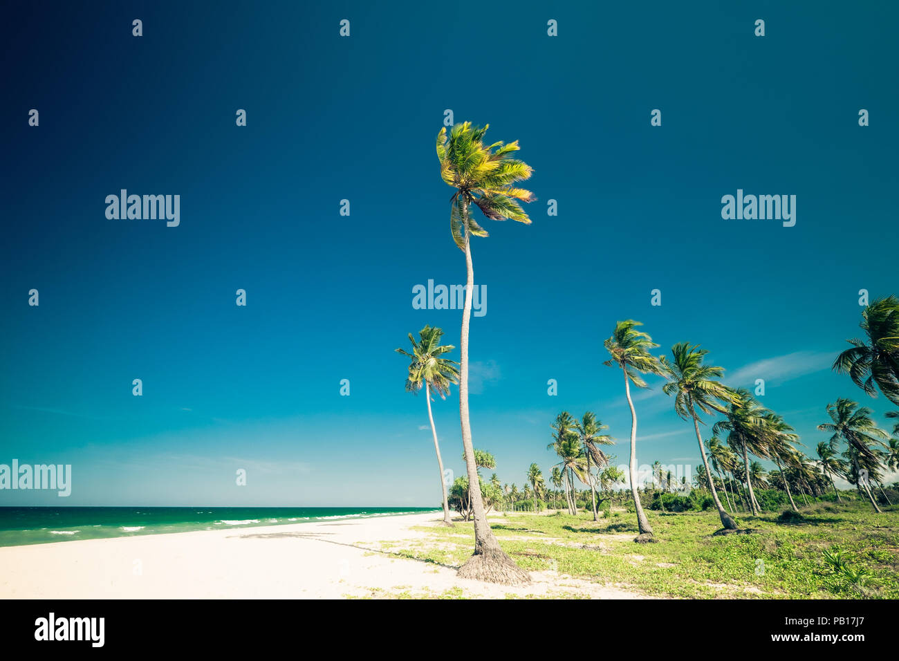 Amazing tropical beach landscape with palm trees and turquoise ocean ...