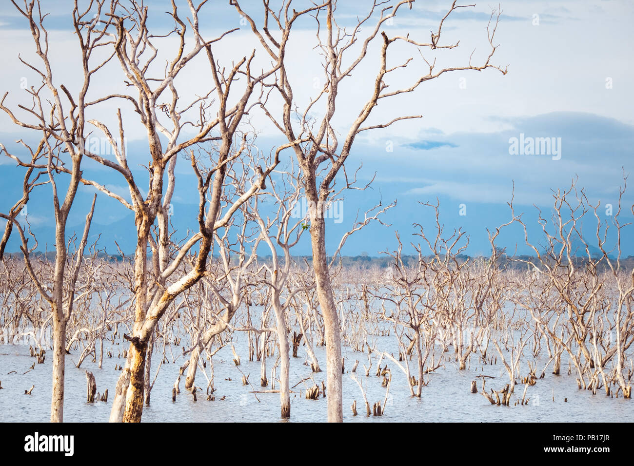 Amazing wild nature of Yala National Park in Sri Lanka. Landscape with ...