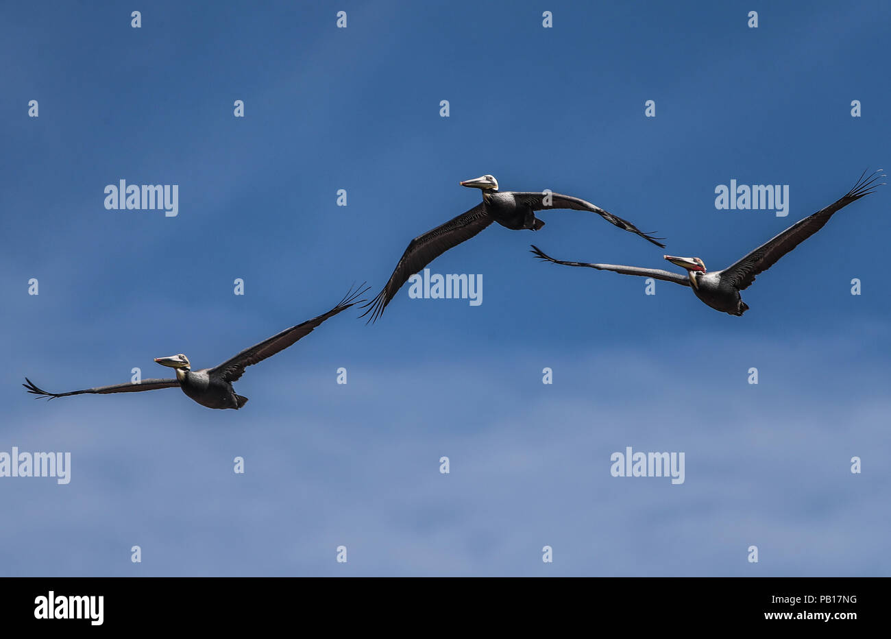 Especies de pelícanos hi-res stock photography and images - Alamy