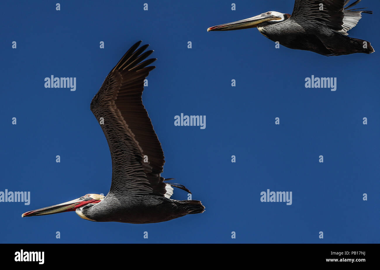 Especies de pelícanos hi-res stock photography and images - Alamy