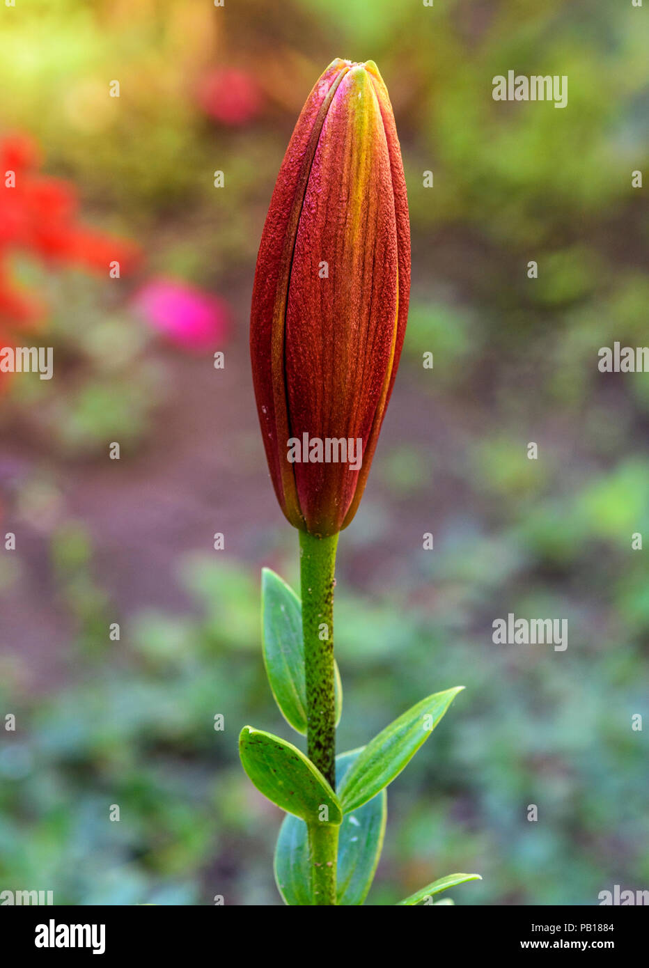 unblown red lily bud on a summer day, close up Stock Photo - Alamy