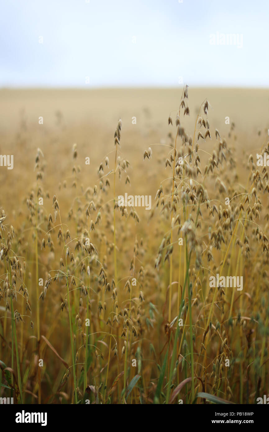 Common oat (Avena sativa) photographed with shallow depth of field ...
