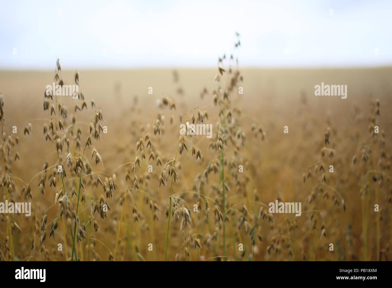 Common oat (Avena sativa) photographed with shallow depth of field ...
