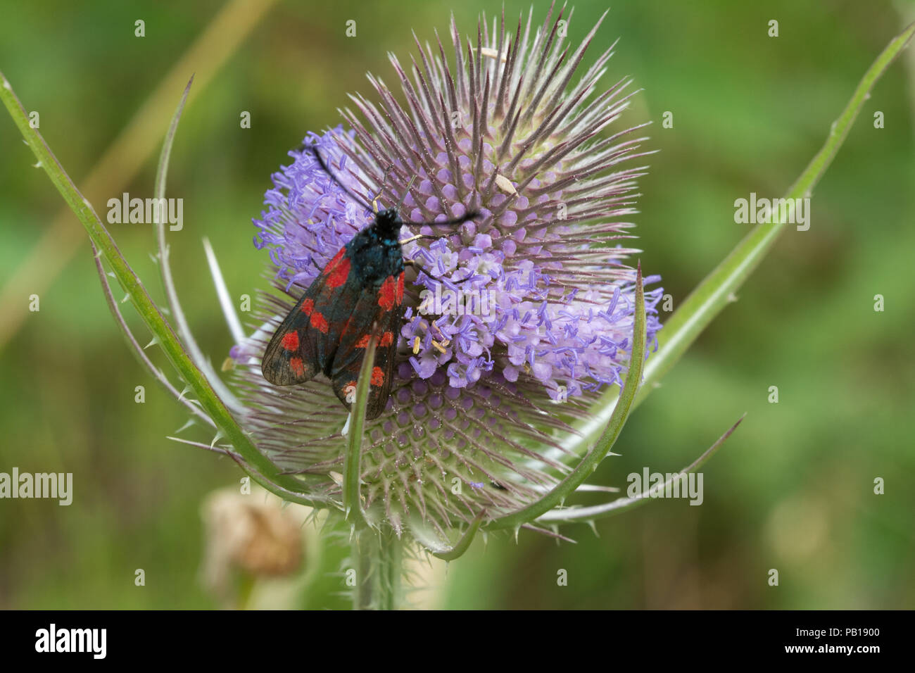Black moth with red spots hi-res stock photography and images - Alamy