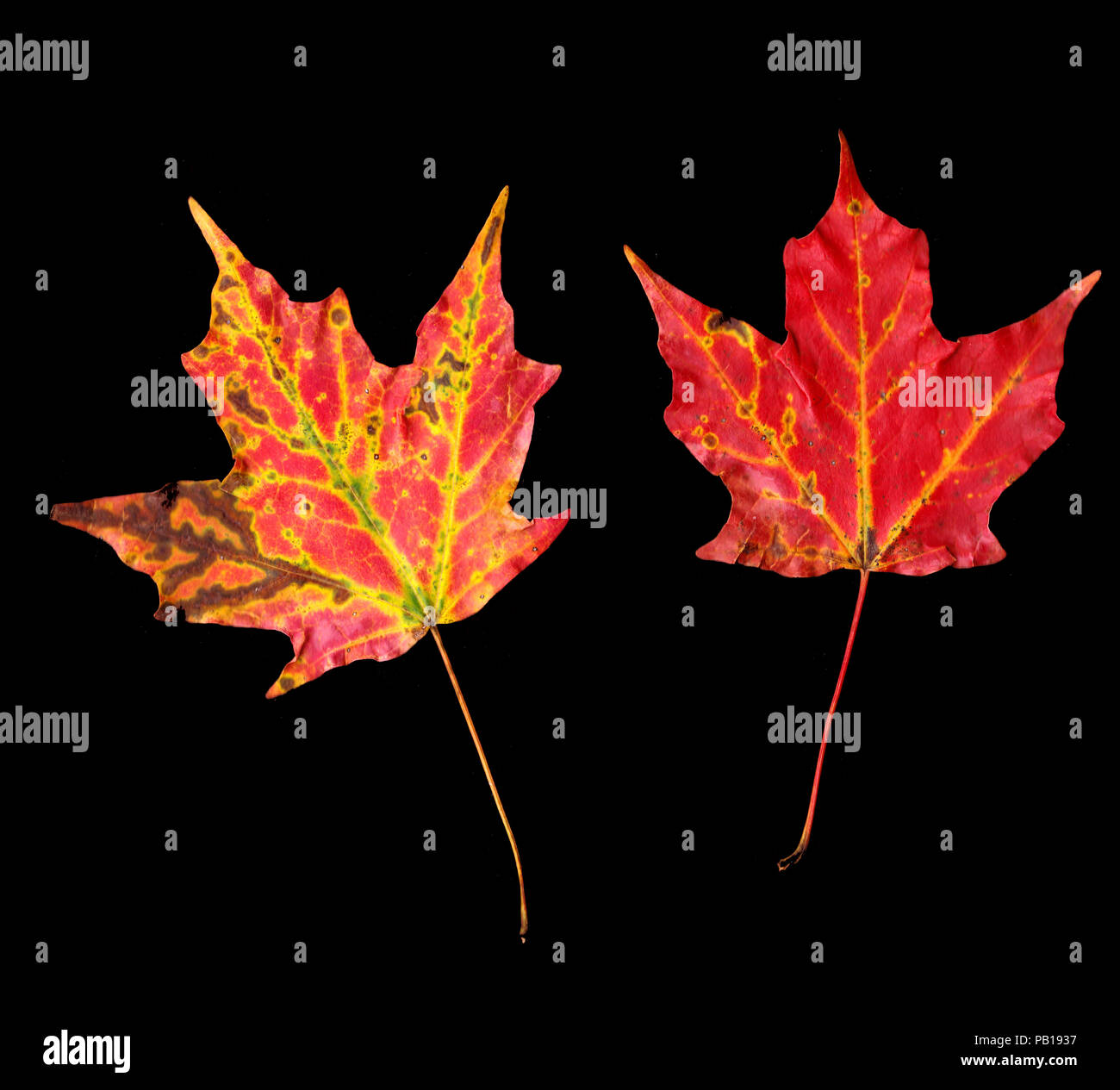 Life of a Gorgeous pair of red and get a little maple leaves isolated ...