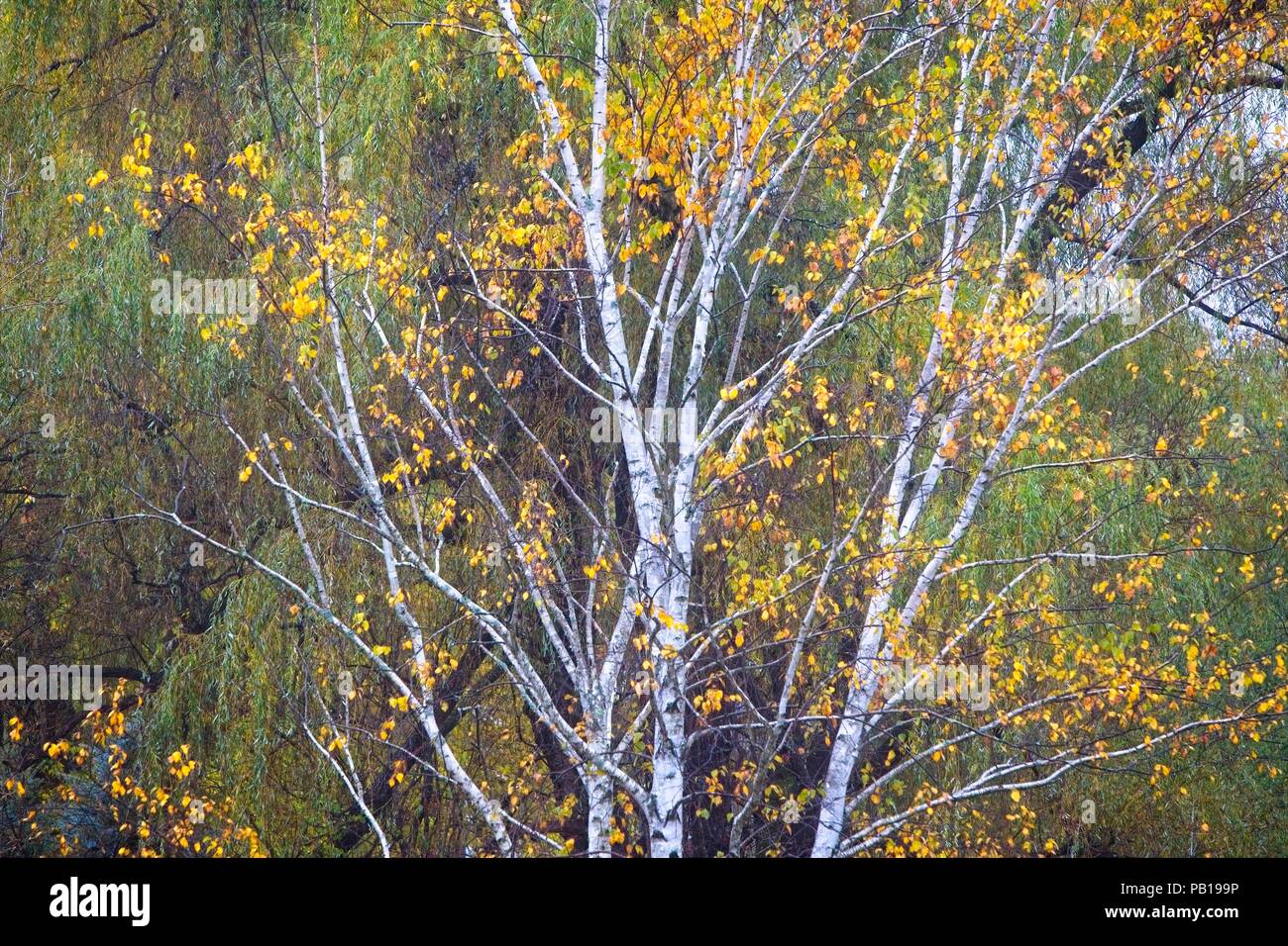 Gorgeous yellow leaves on a mature white birch tree in a Vermont forest ...