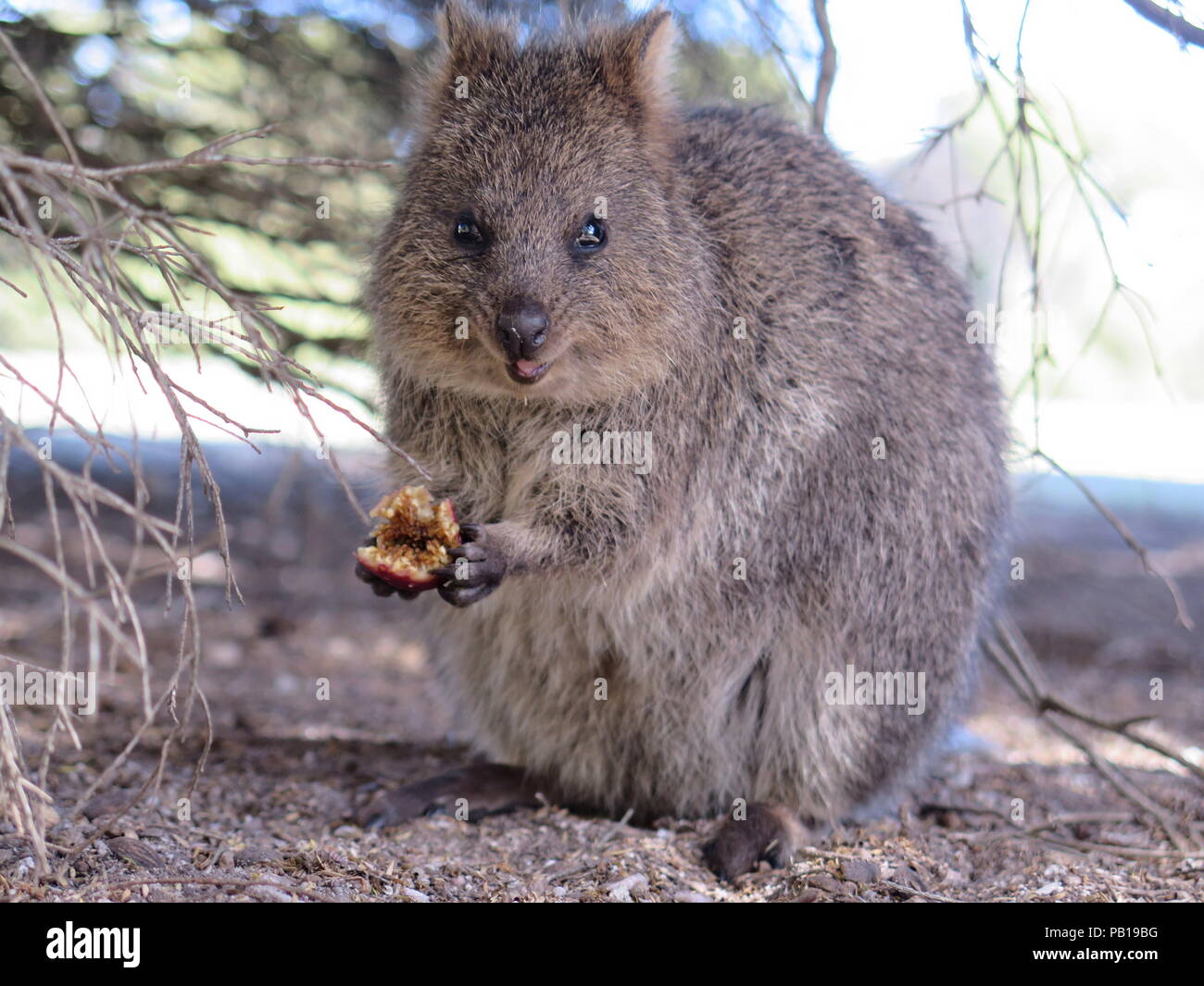 Happiest Animal Quokka