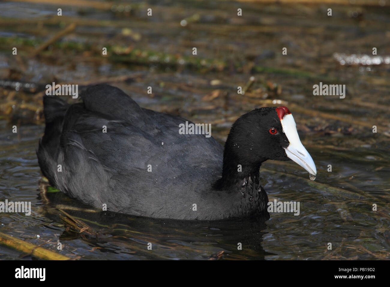 Red-knobbed coot or Crested coot (Fulica cristata) in Parc Natural de s ...
