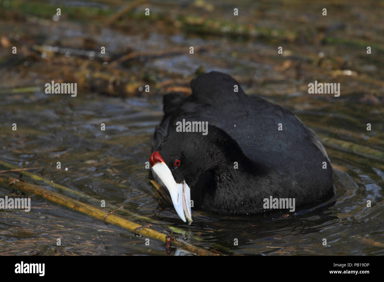 Red-knobbed coot or Crested coot (Fulica cristata) in Parc Natural de s ...