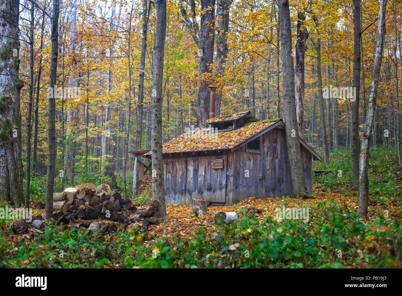 Rustic wooden shack in a clearing in the Berkshirest forest in early ...