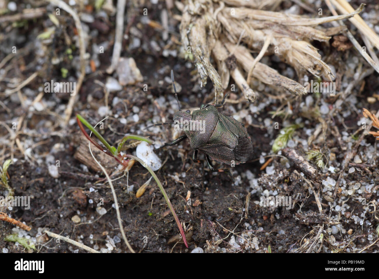 Heather bug (Rhacognathus punctatus) at Frederikshåb Plantage in ...