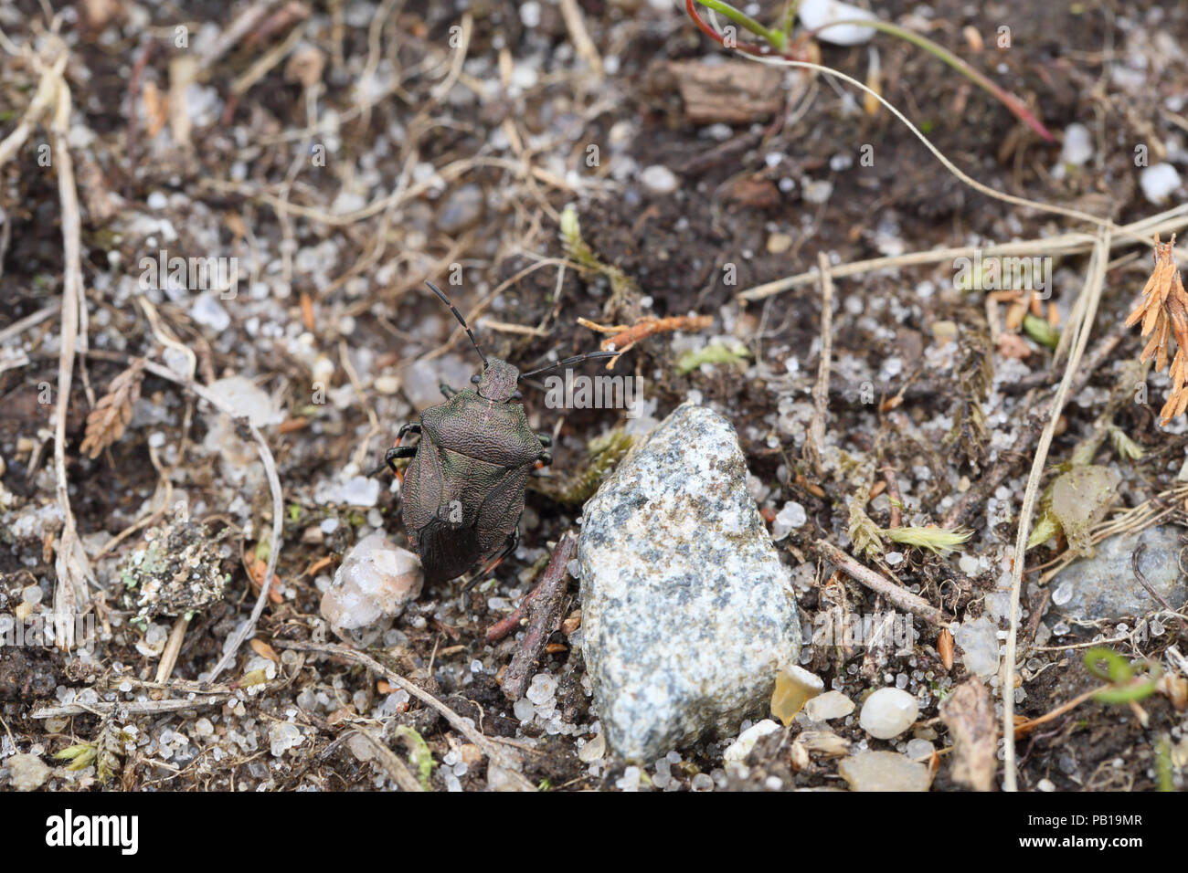 Heather bug (Rhacognathus punctatus) at Frederikshåb Plantage in ...
