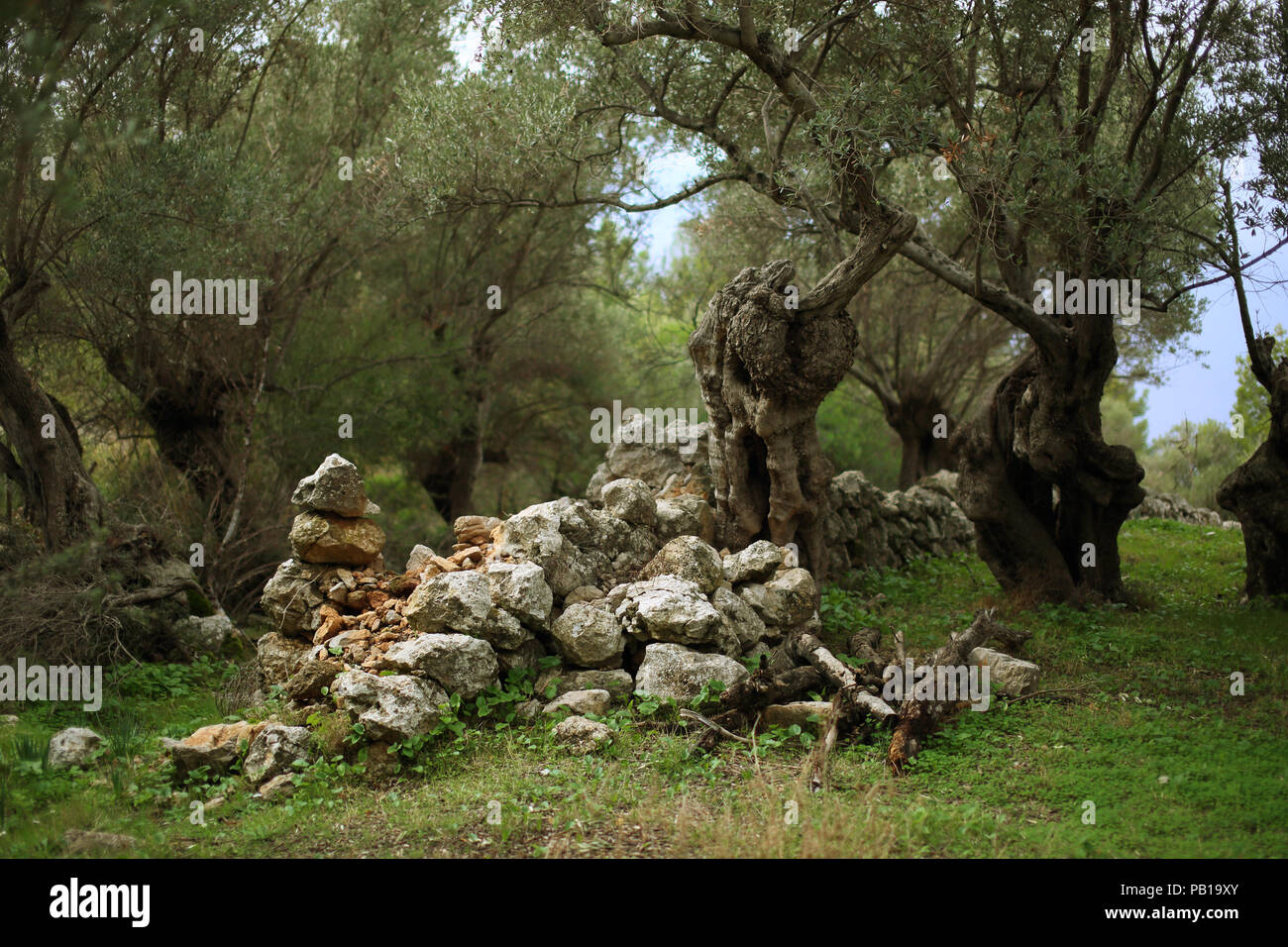 Ancient olive trees in northern Mallorca, Spain Stock Photo - Alamy