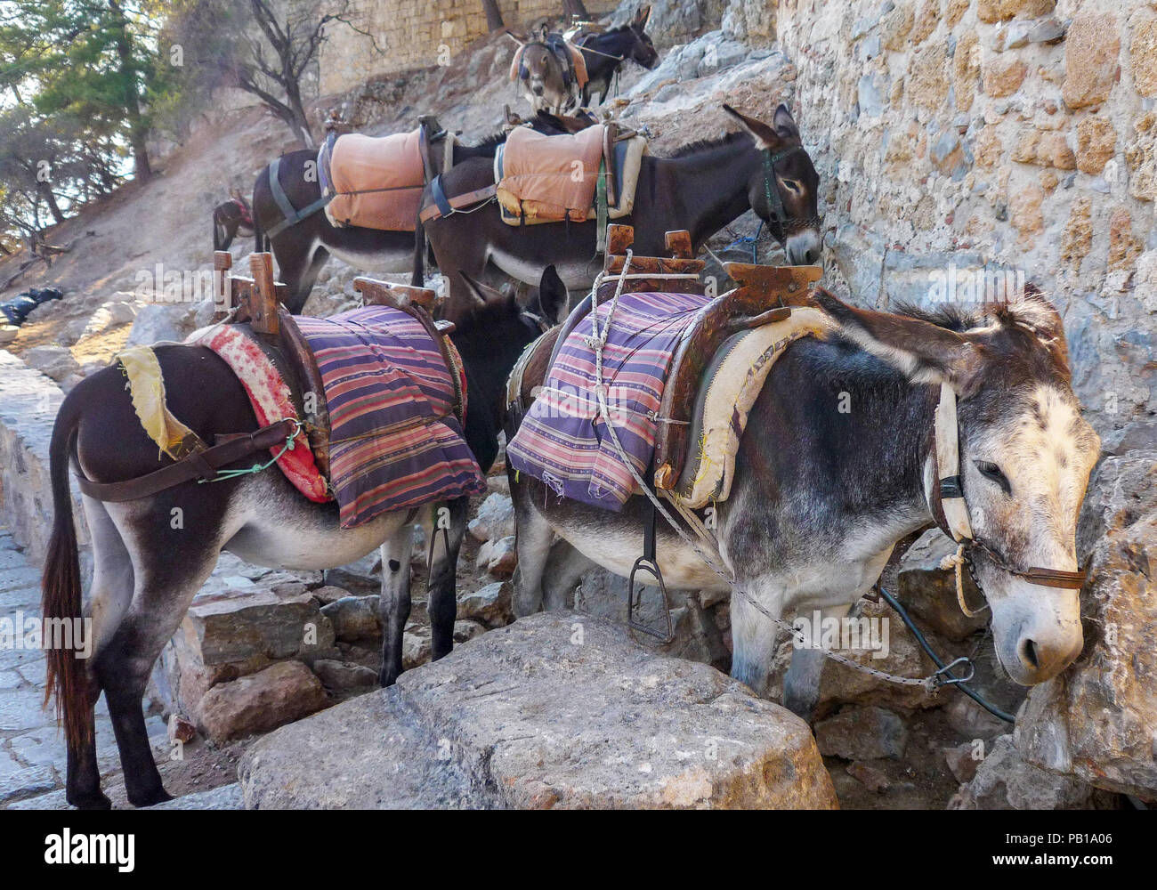 Donkeys take rest in the shade at Lindos on the Island of Rhodes ...
