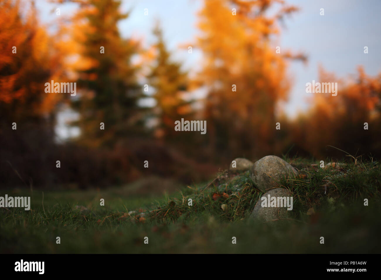 Iron age rock heap (røse) in Frederikshåb Plantation in Denmark. There ...