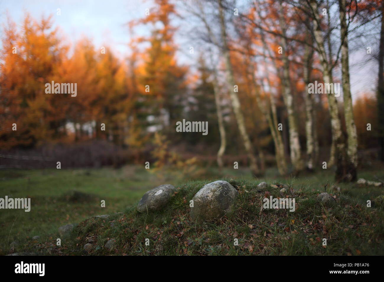 Iron age rock heap (røse) in Frederikshåb Plantation in Denmark. There ...